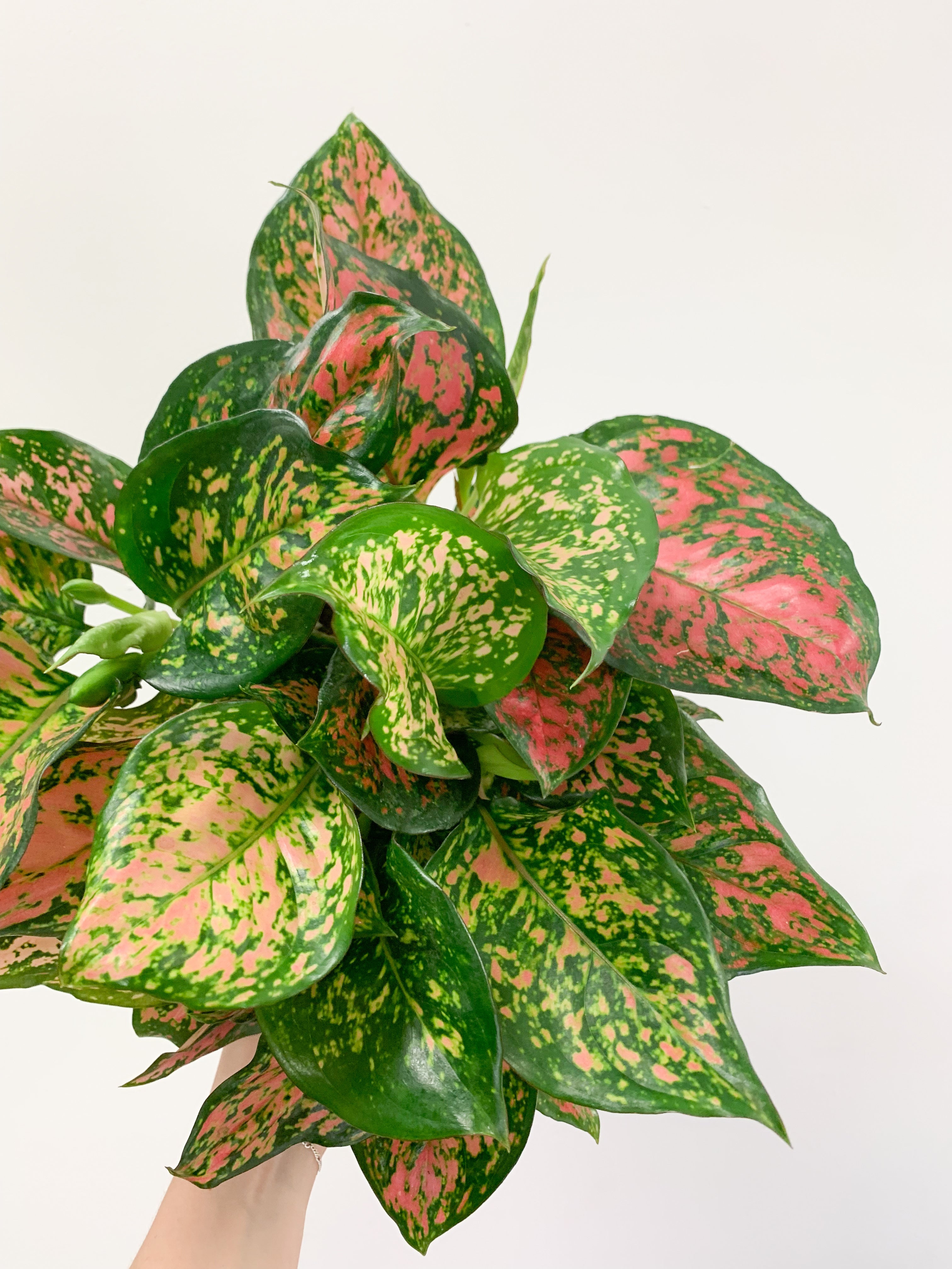 Aglaonema Red Valentine Planted Aglaonema Red Valentine Planted