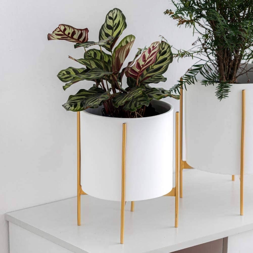 Kimisty Designs - White Ceramic Planter & Gold Plant Stand (8") | Planted