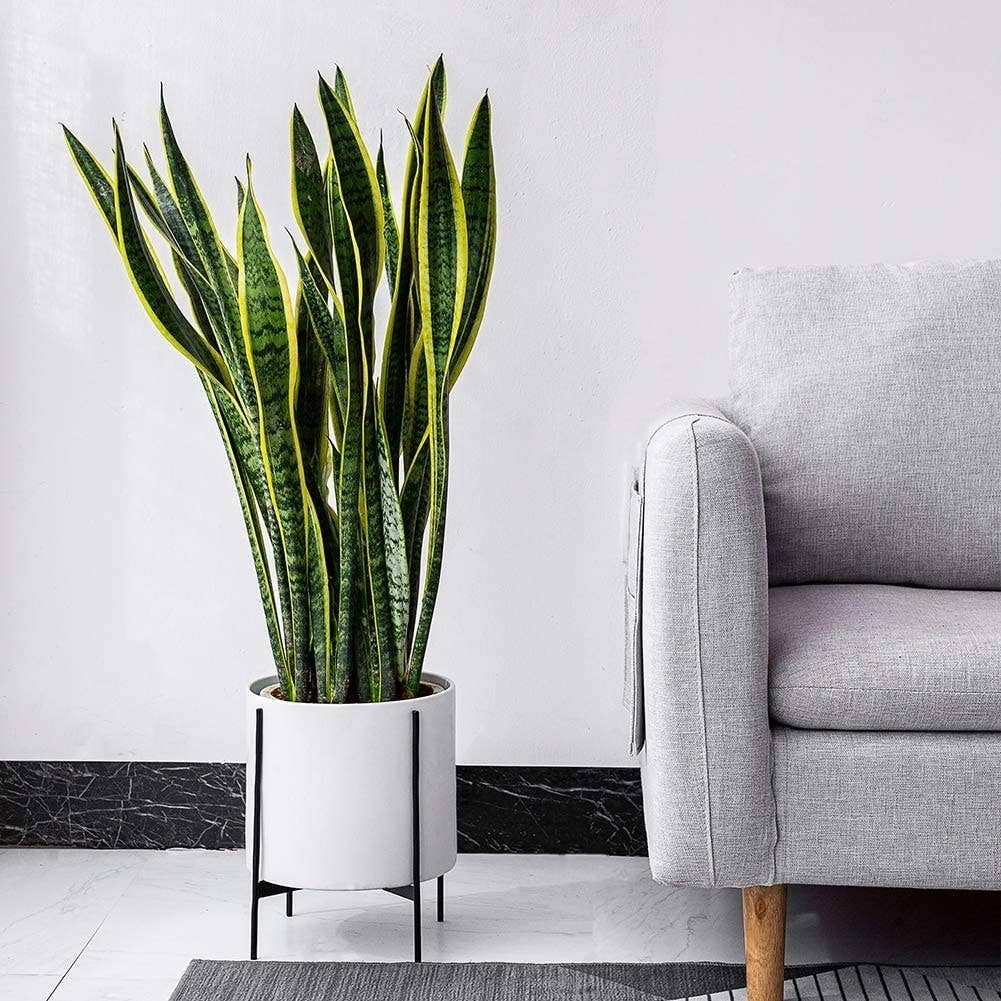Kimisty Designs - White Ceramic Planter & Black Plant Stand | Planted