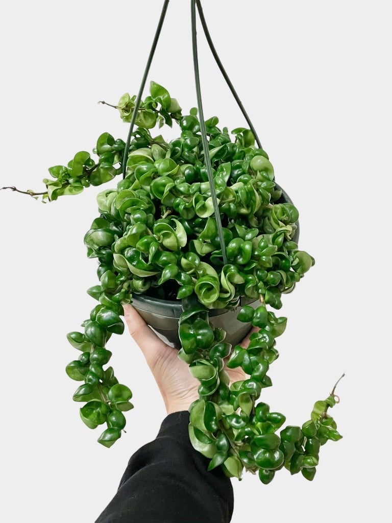 Hoya - Compacta 'Hindu Rope' (8" HB) | Planted